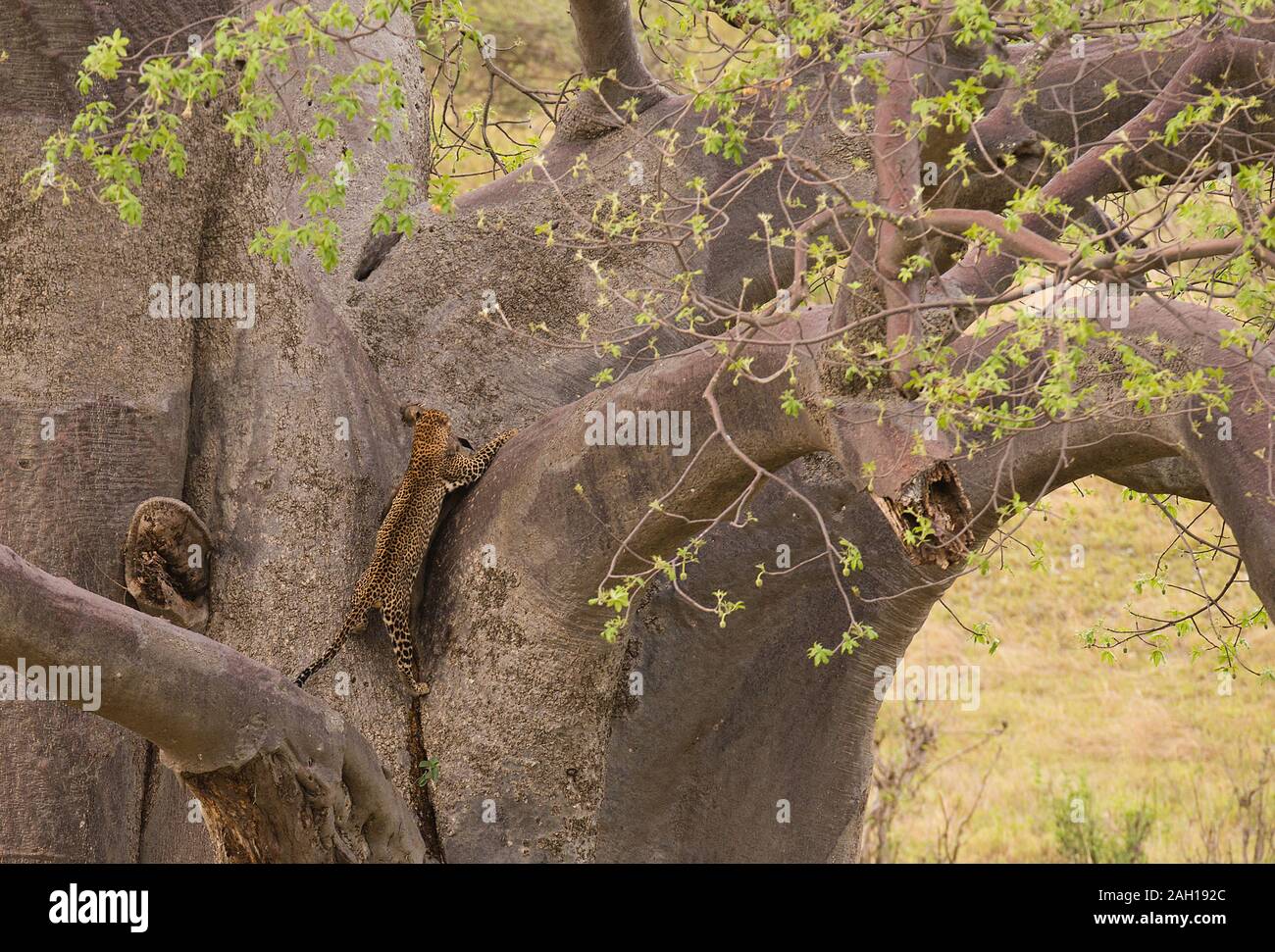Leopard climbing up a tree (Panthera pardus) with its kill, a warthog ...