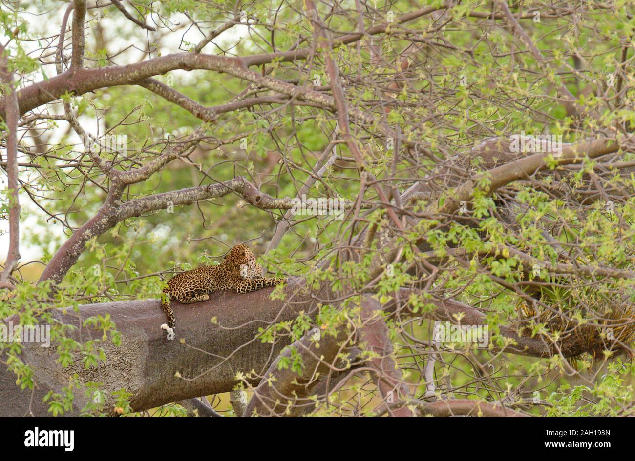 Leopard up a tree (Panthera pardus) in the Tarangire, National park ...