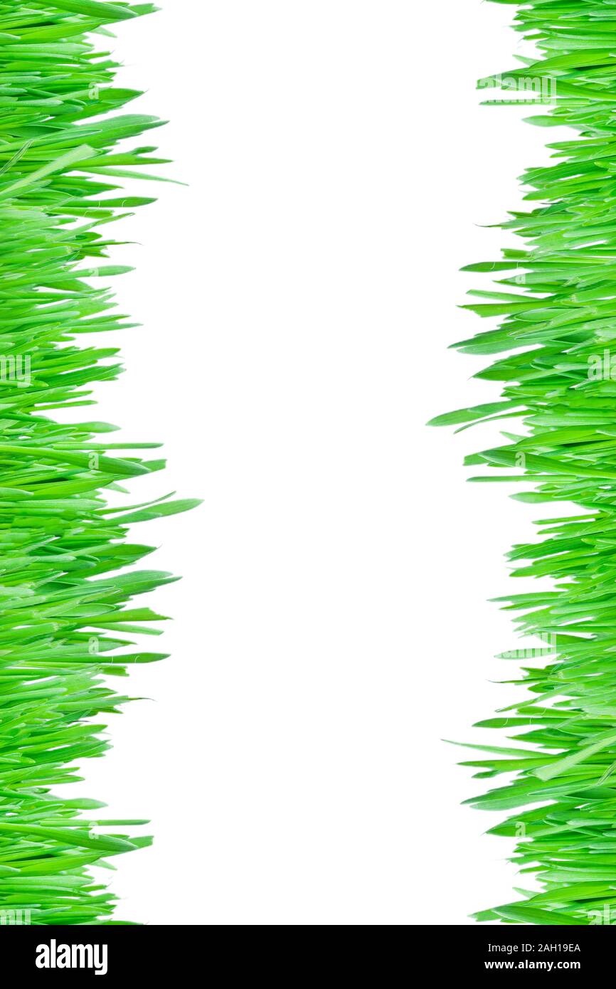 green grass. isolate on a white background. Grass on the left and right ...