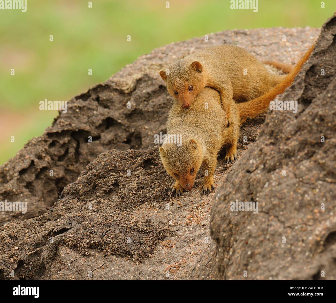 Common Dwarf Mongoose (Helogale parvula) on a termite hill Stock Photo ...