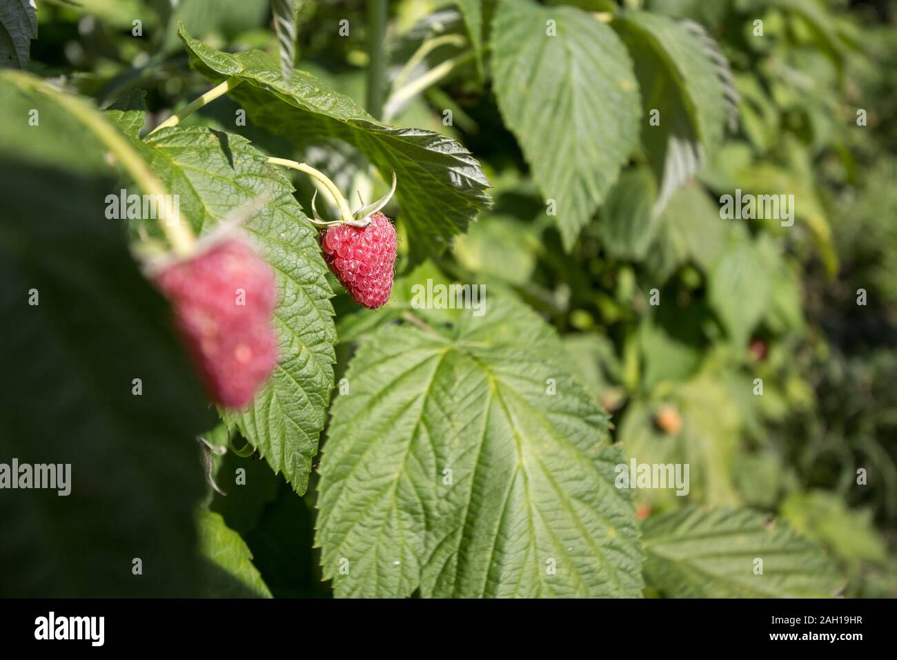 Raspberries Growing High Resolution Stock Photography and Images - Alamy