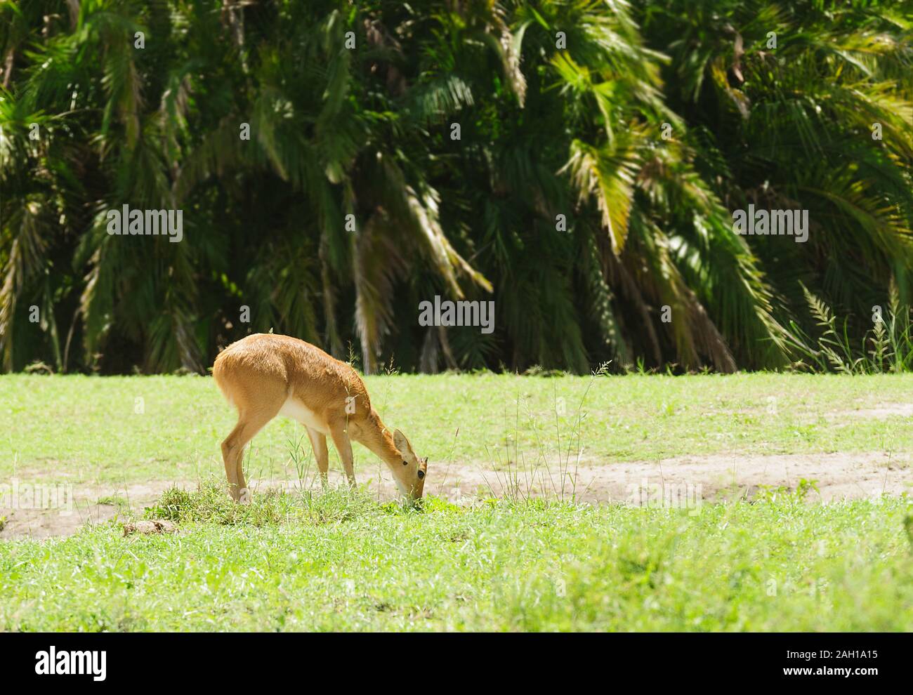 Bohor reedbuck female redunca redunca hi-res stock photography and ...