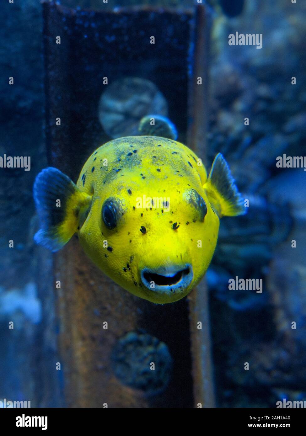 Weird Fish High Resolution Stock Photography and Images - Alamy