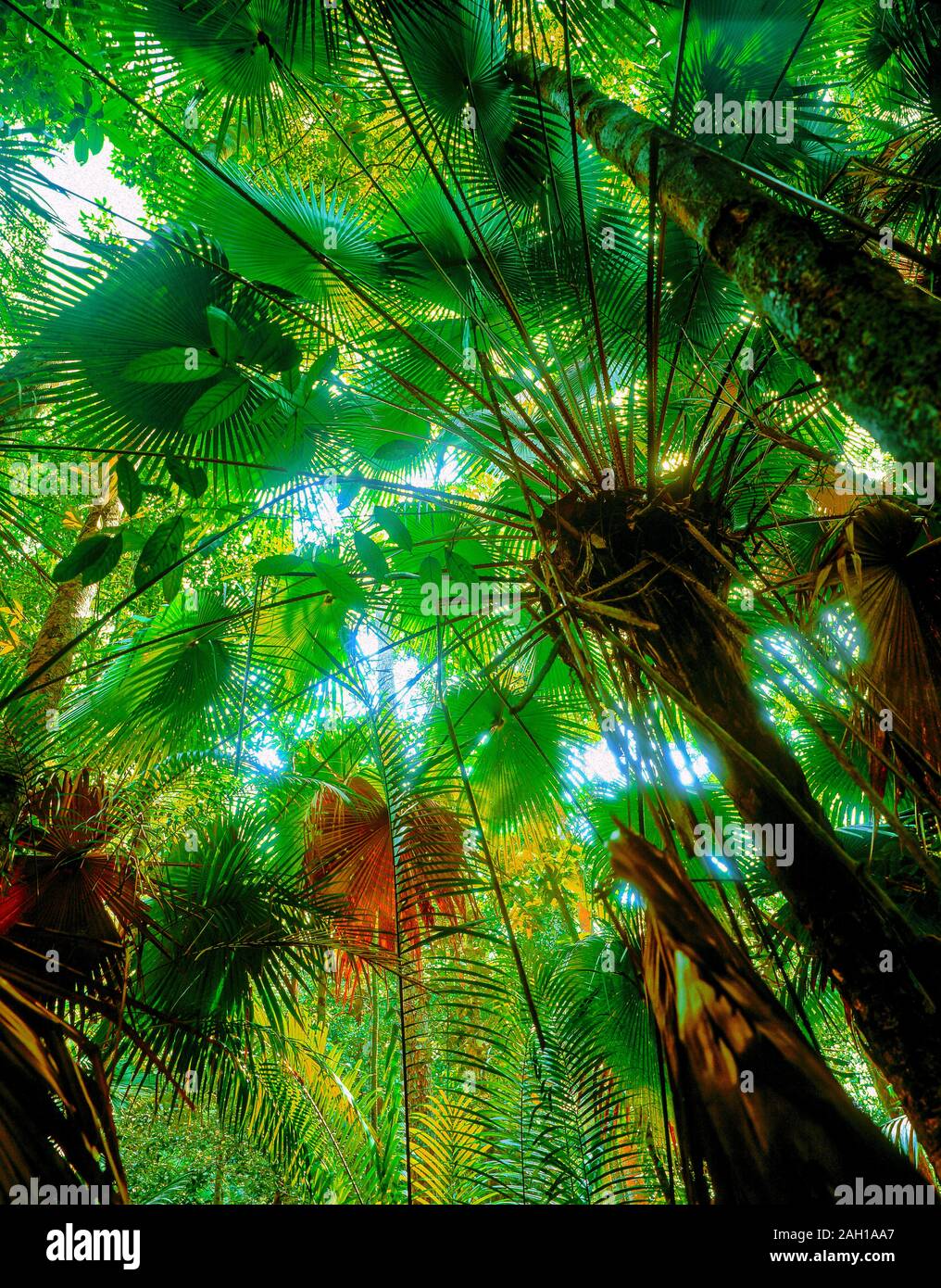 Rainforest, Endau Rompin National Park, Malaysia Stock Photo - Alamy