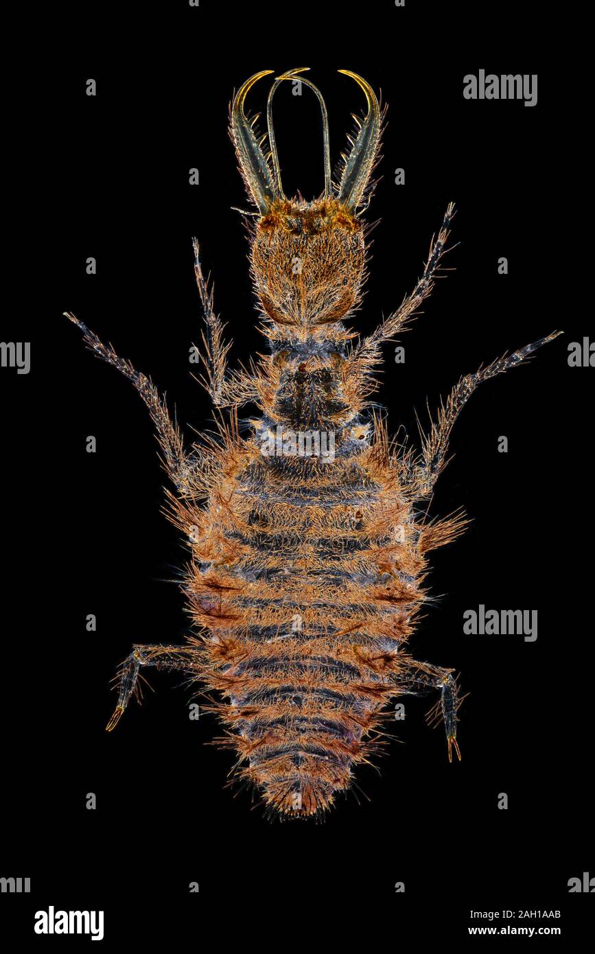 Antlion larva hi-res stock photography and images - Alamy