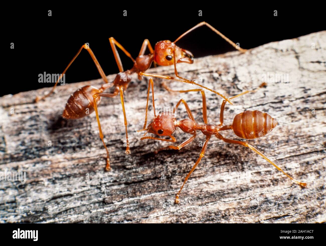 Orange ant hi-res stock photography and images - Alamy