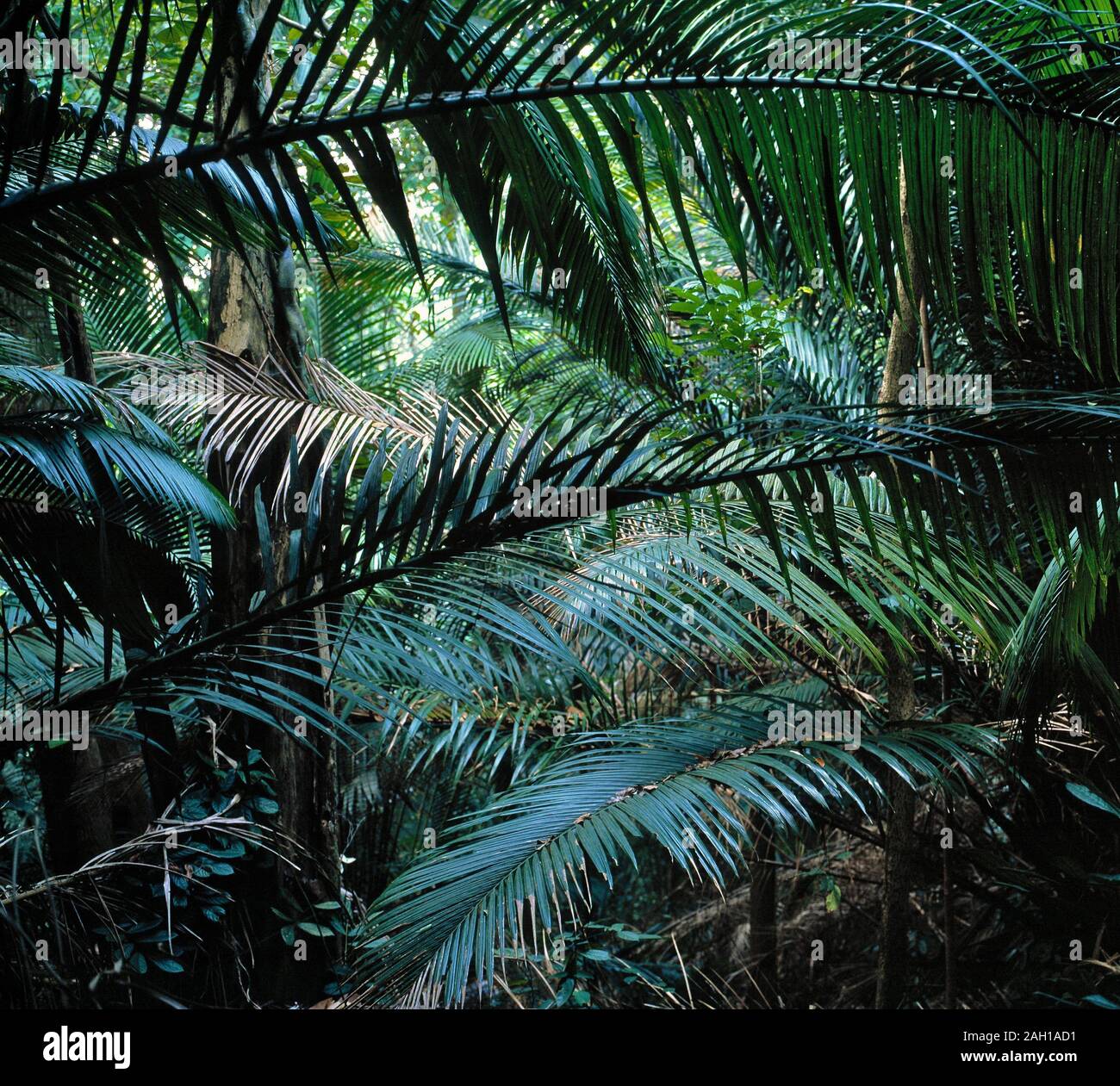 Inside rainforest, Templer Park, Malaysia Stock Photo - Alamy