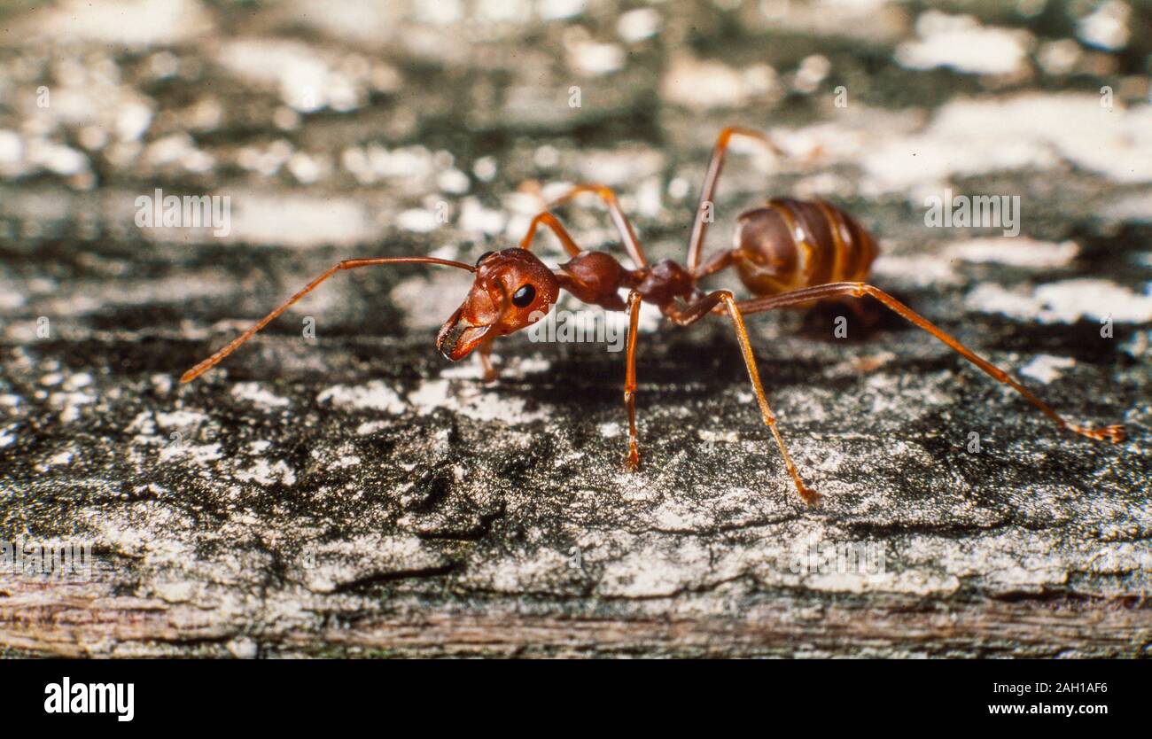 Tropical orange ant, Oecophylla smaragdina, Malaysia Stock Photo - Alamy