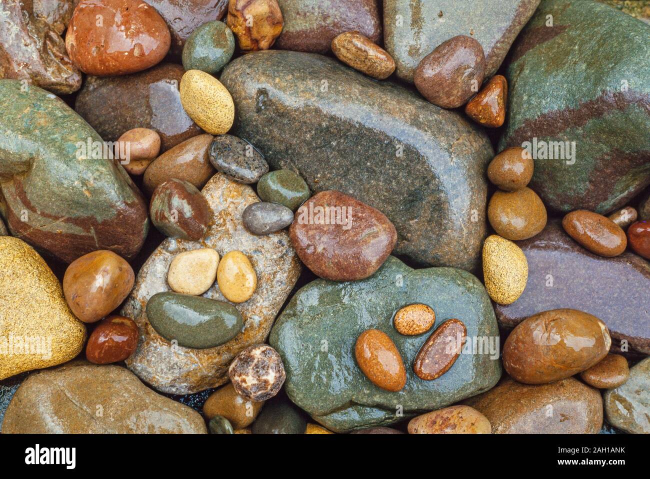 Wet beach pebbles. Scotland, UK. range of colours showing the different ...