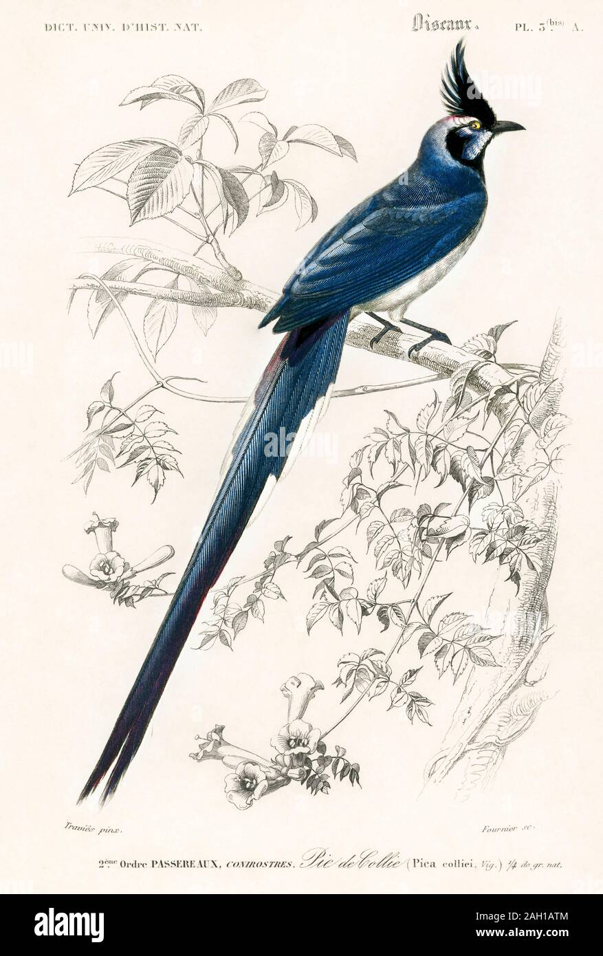 vintage bird illustration Stock Photo - Alamy