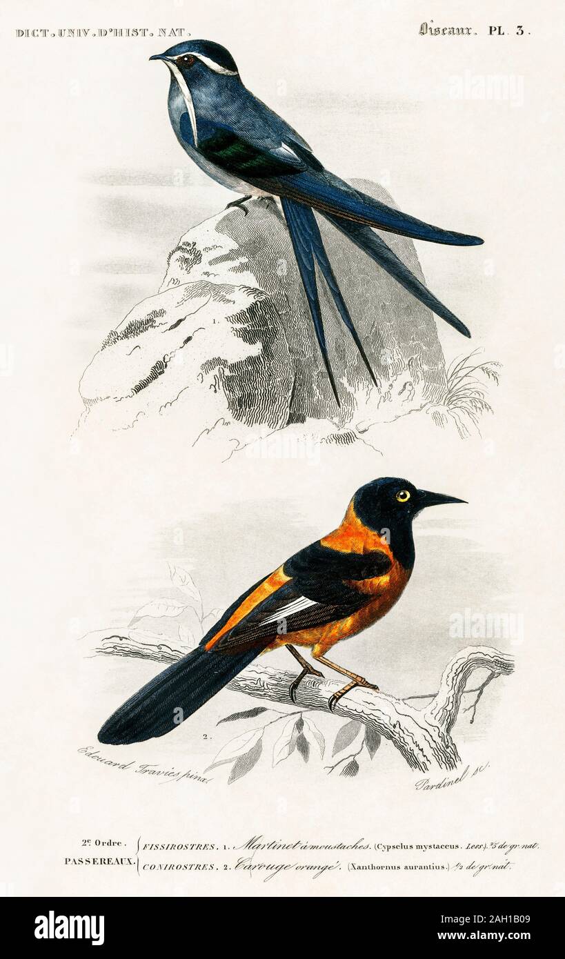 vintage bird illustration Stock Photo - Alamy