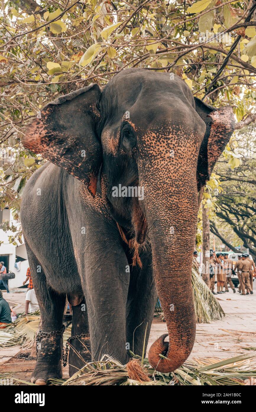 captured working elephants being waiting for work on the streets of ...