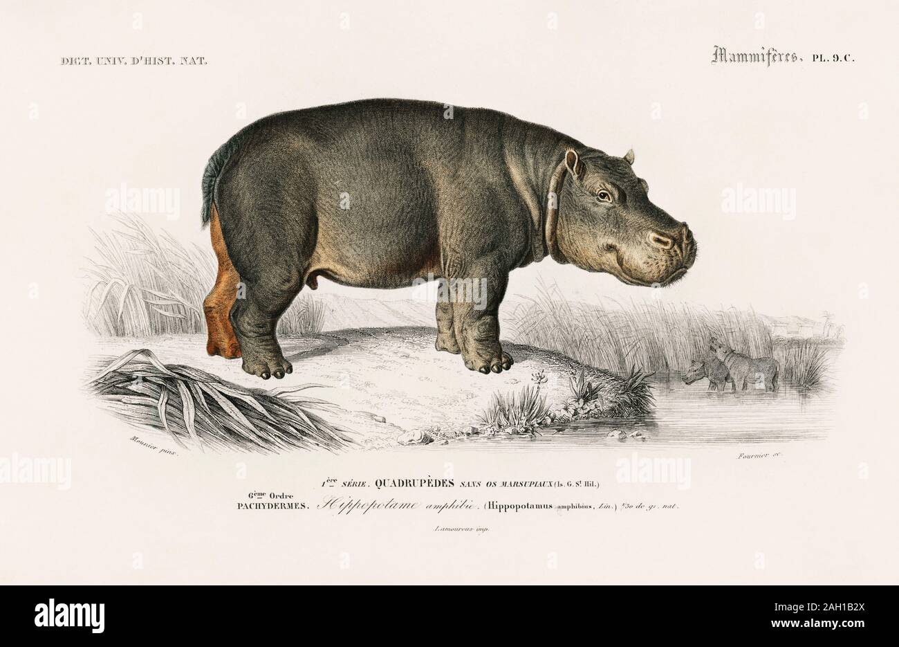 vintage natural history animal artwork Stock Photo - Alamy