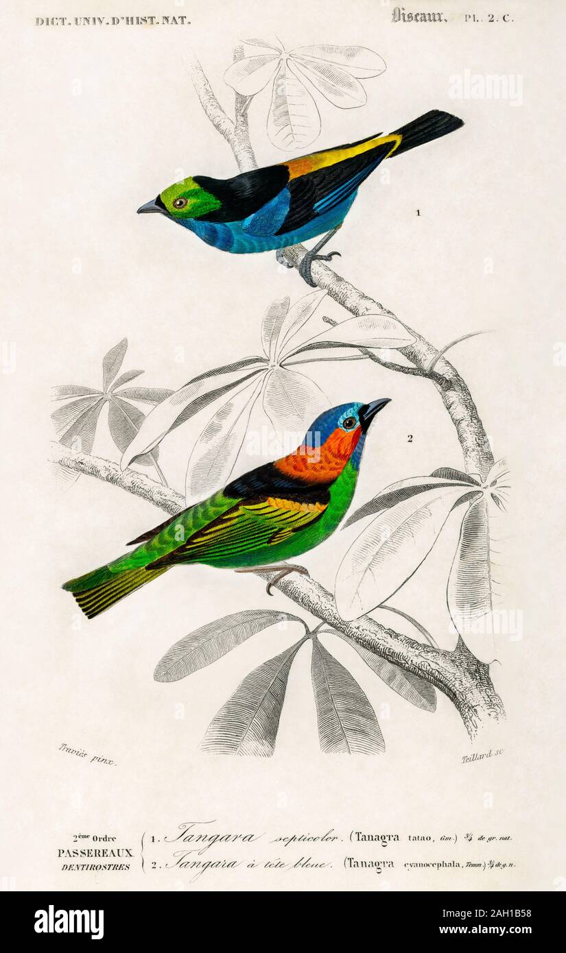 vintage bird illustration Stock Photo - Alamy