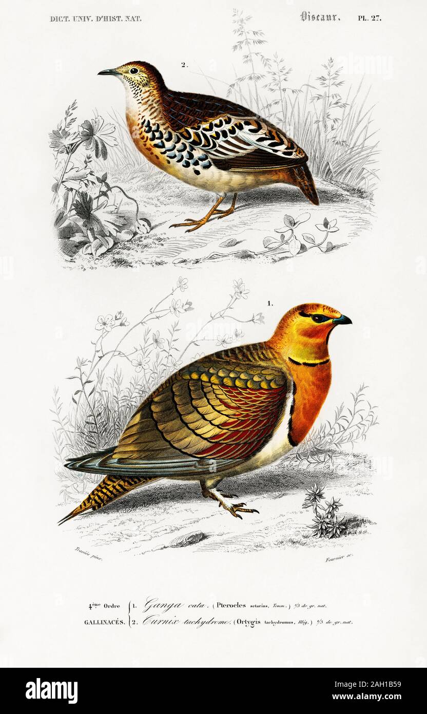 vintage bird illustration Stock Photo - Alamy