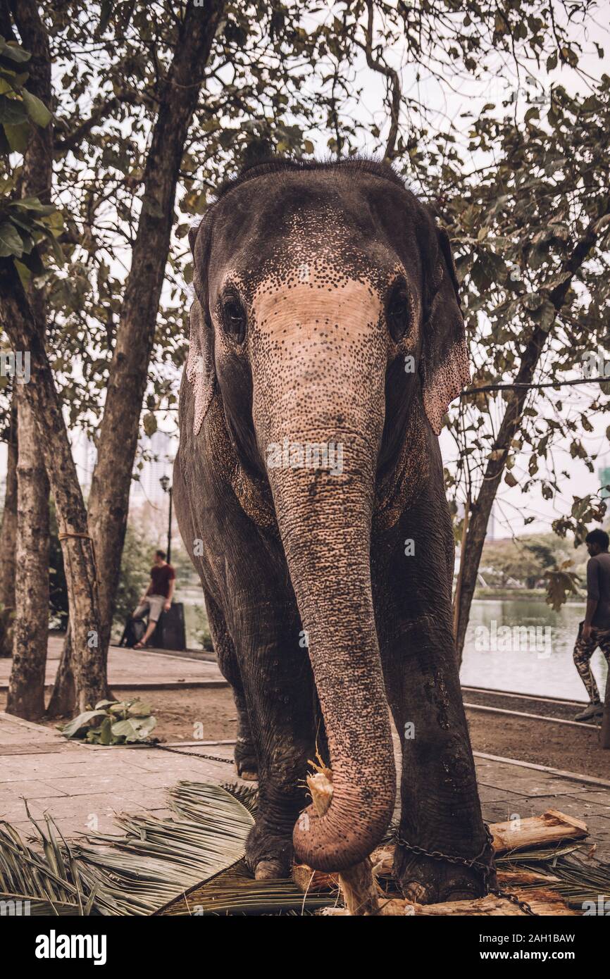 captured working elephants being waiting for work on the streets of ...