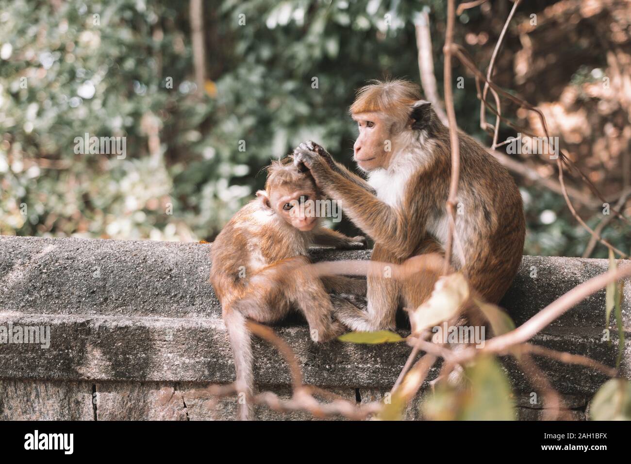 baby monkeys in india Stock Photo - Alamy