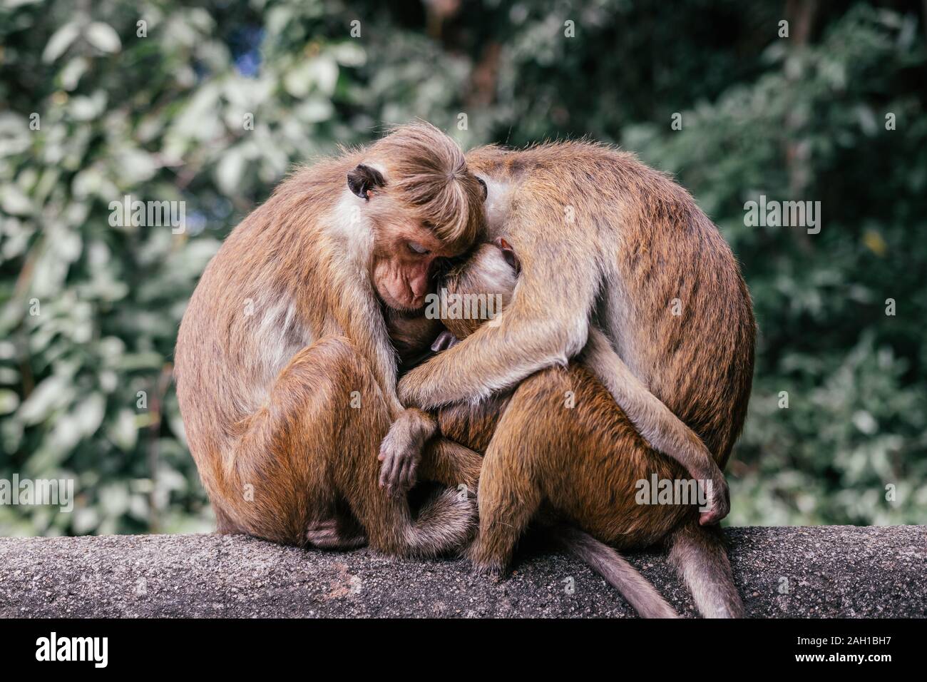a cute monkey family hugging each other Stock Photo - Alamy