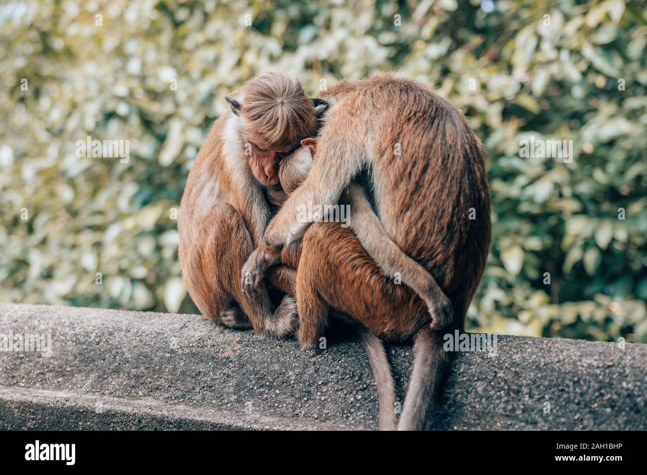 a cute monkey family hugging each other Stock Photo - Alamy