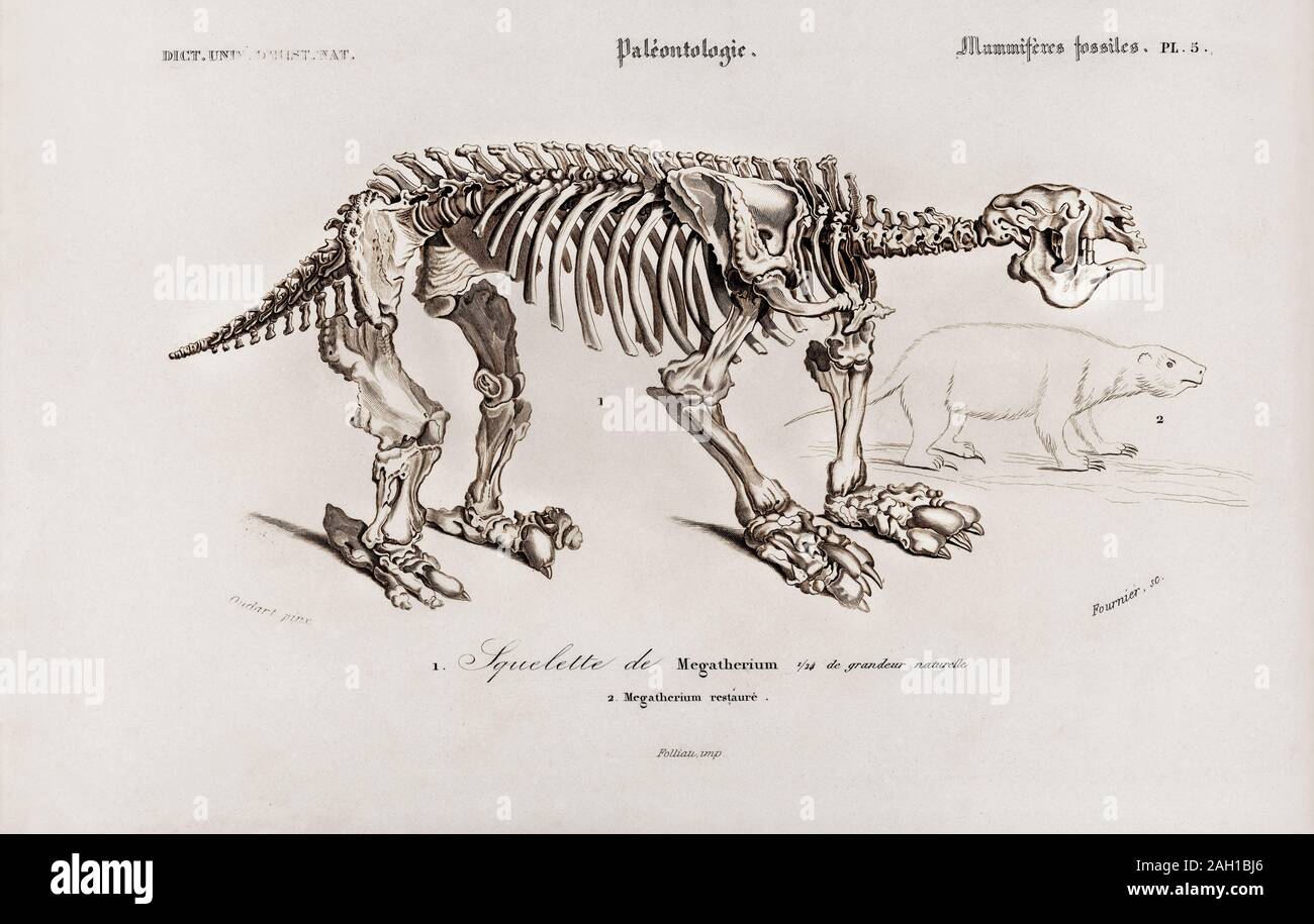 vintage natural history animal artwork Stock Photo - Alamy