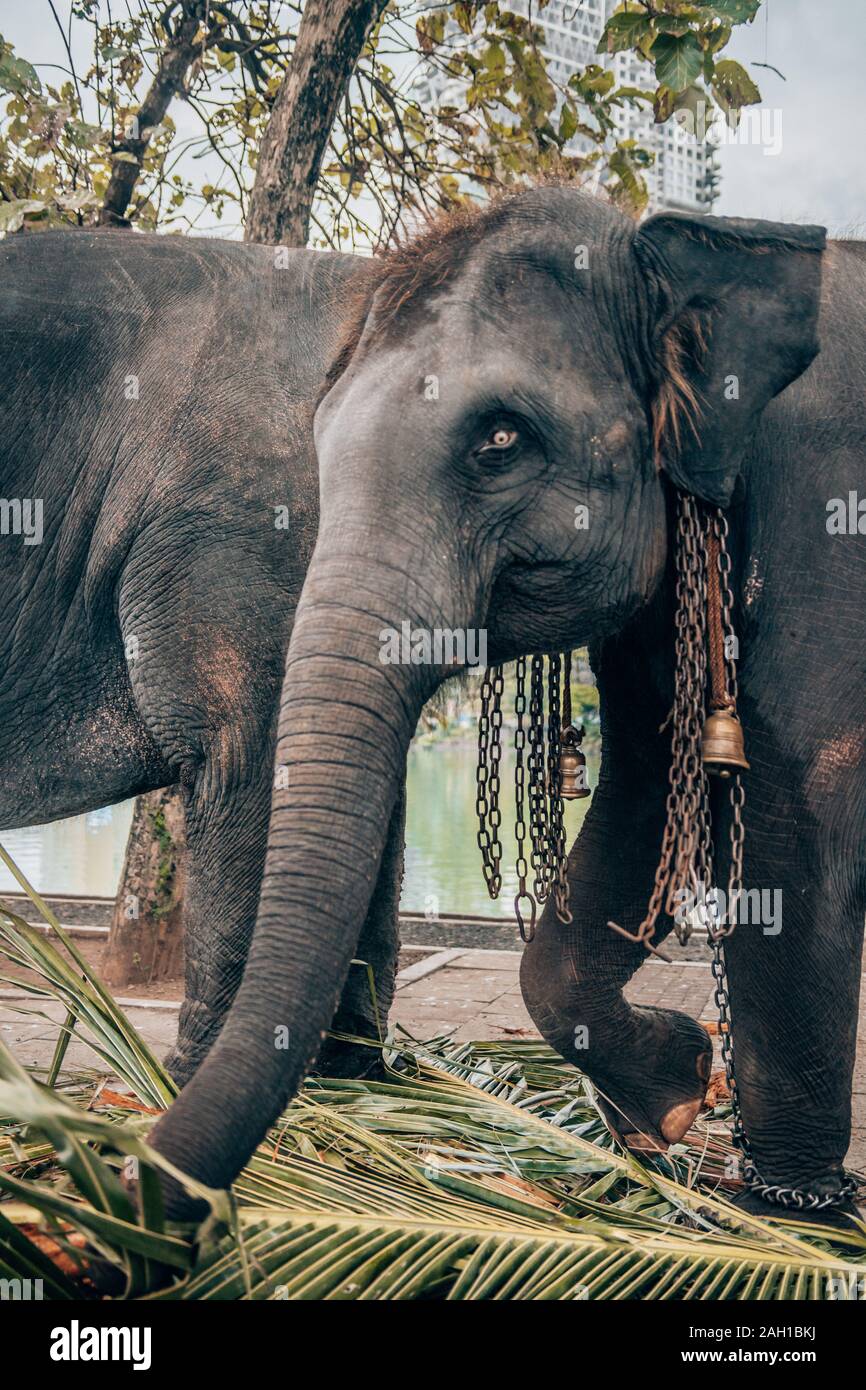 captured working elephants being waiting for work on the streets of ...