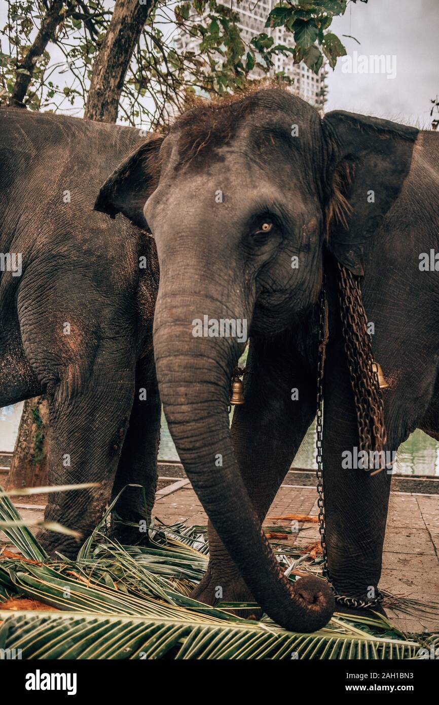 captured working elephants being waiting for work on the streets of ...