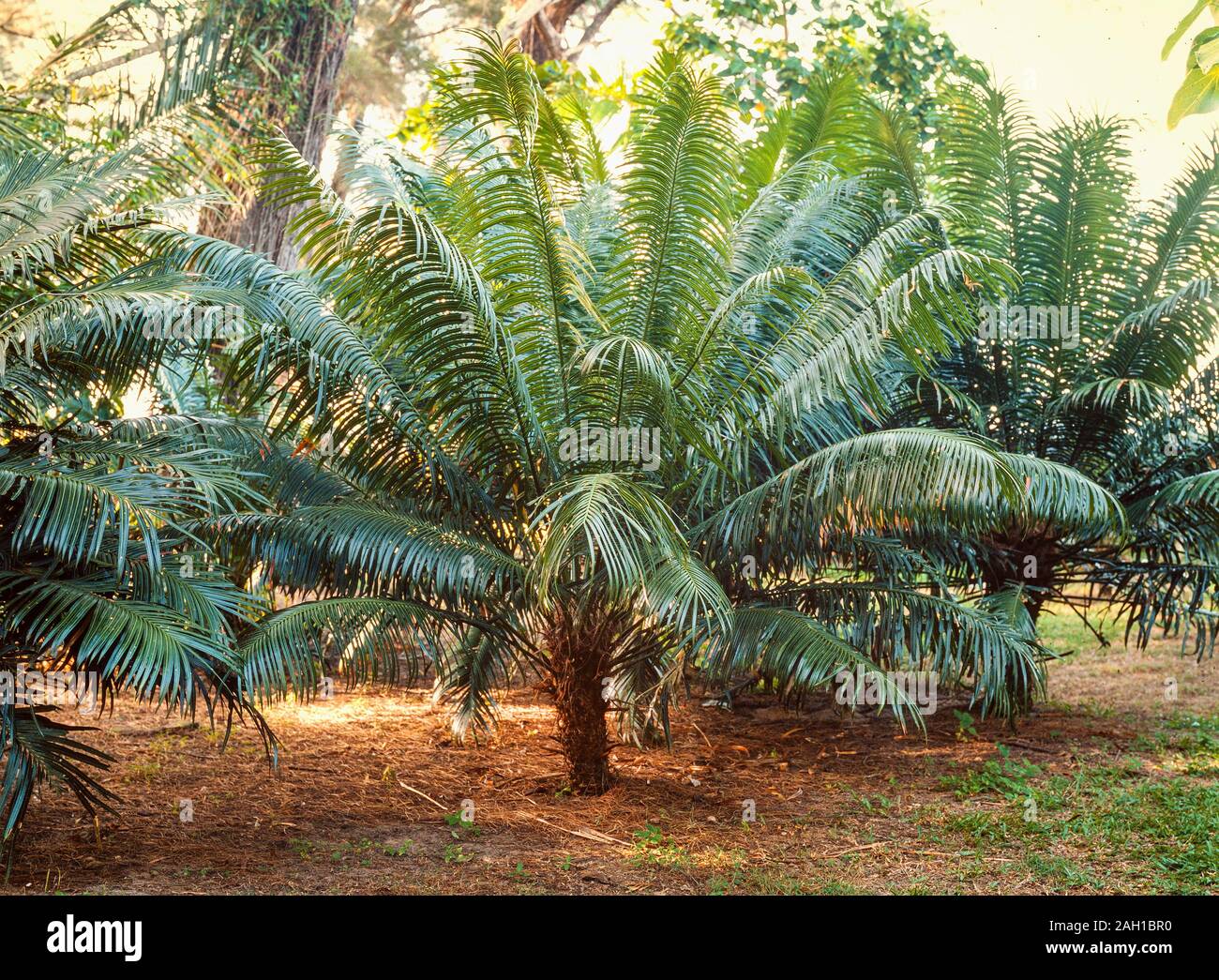 Young Oil Palm trees, Malaysia Stock Photo - Alamy