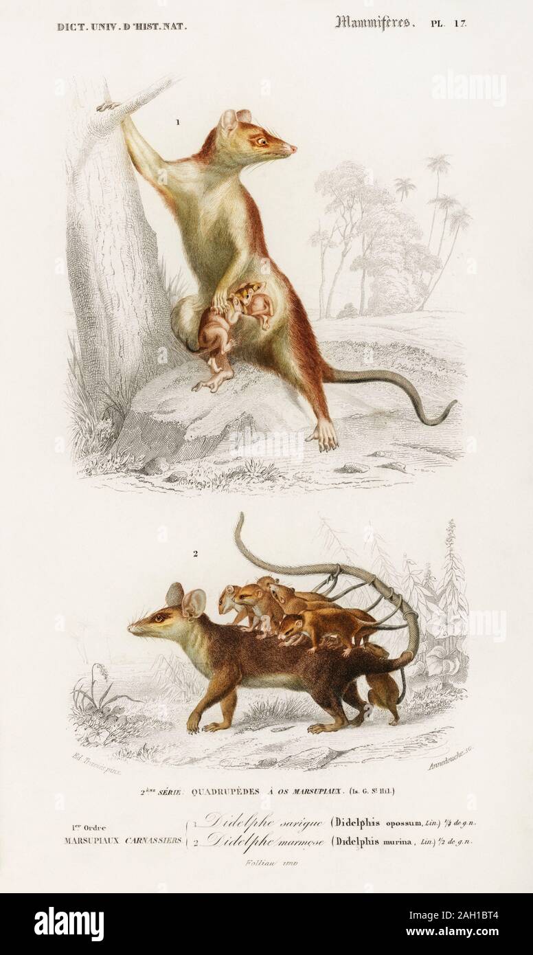 vintage natural history animal artwork Stock Photo - Alamy