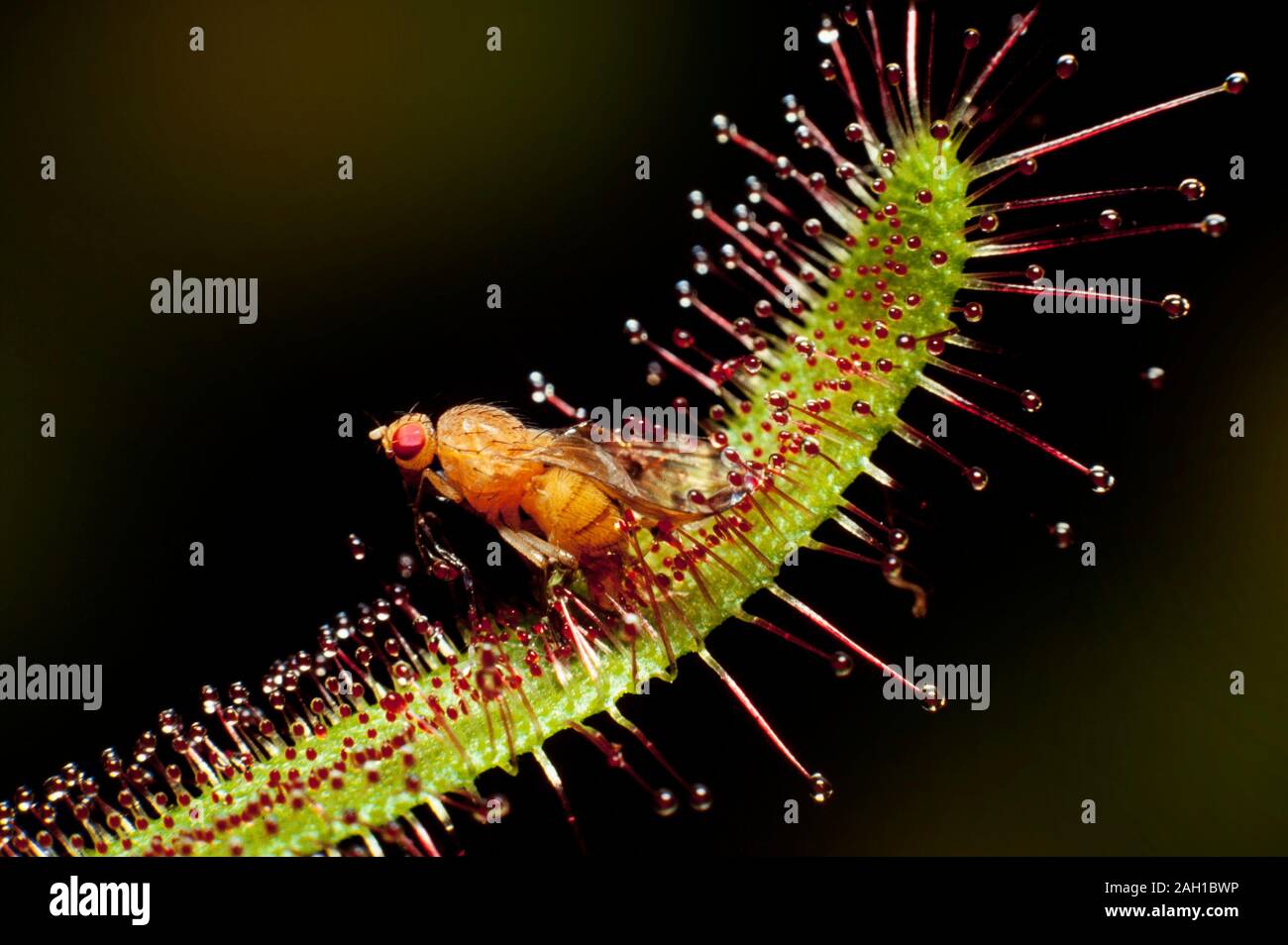 Sundew insectivorous plant leaves with captured fly Stock Photo - Alamy