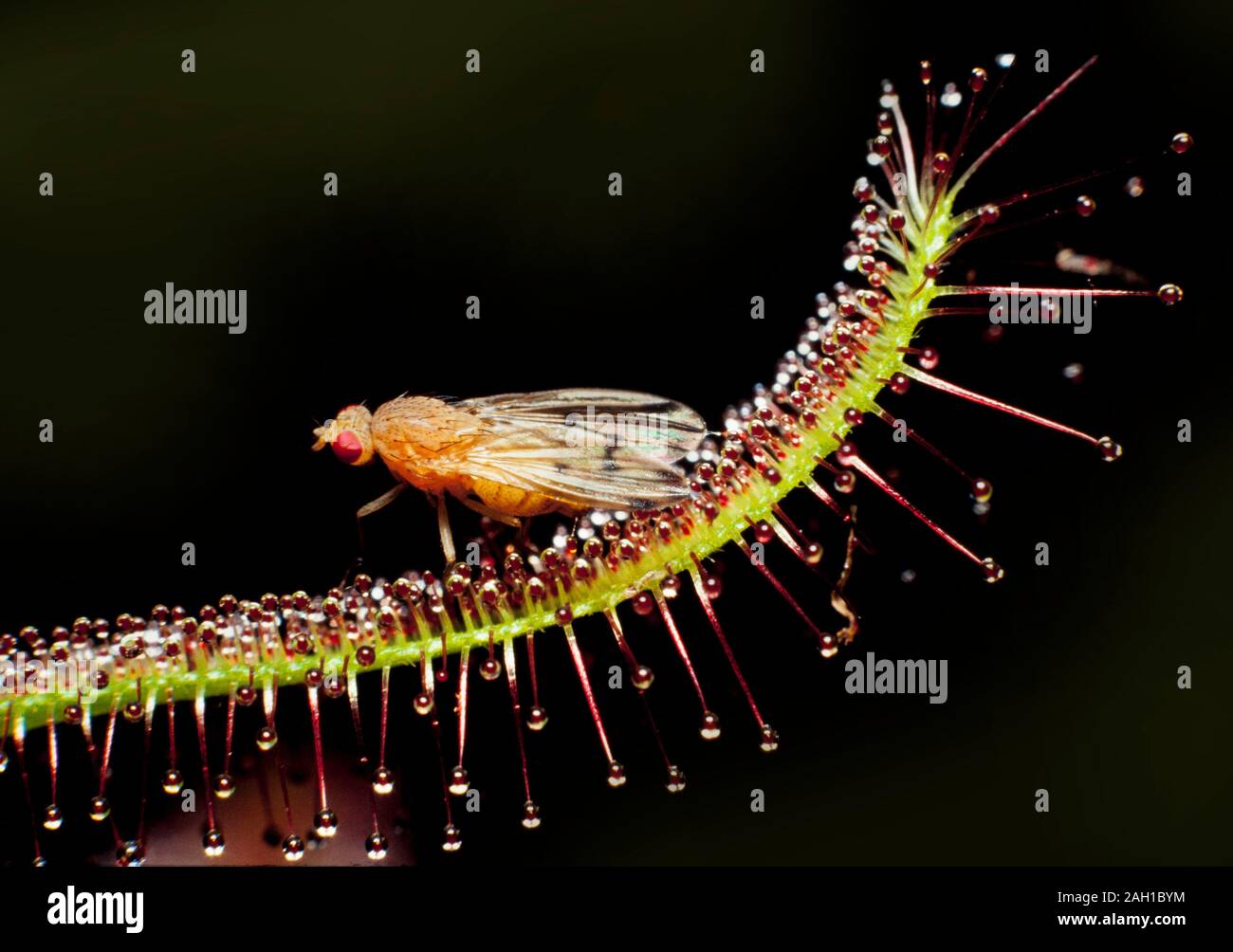 Sundew plant hi-res stock photography and images - Alamy