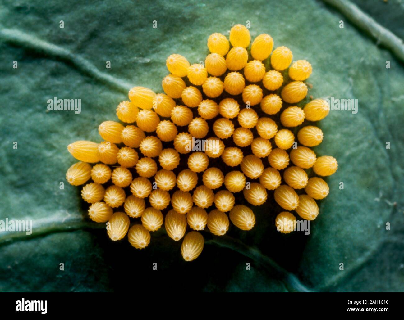 Butterfly ovum hi-res stock photography and images - Alamy