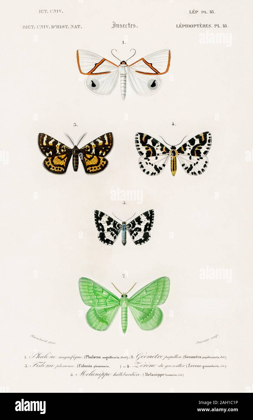 Papilio melanippe hi-res stock photography and images - Alamy