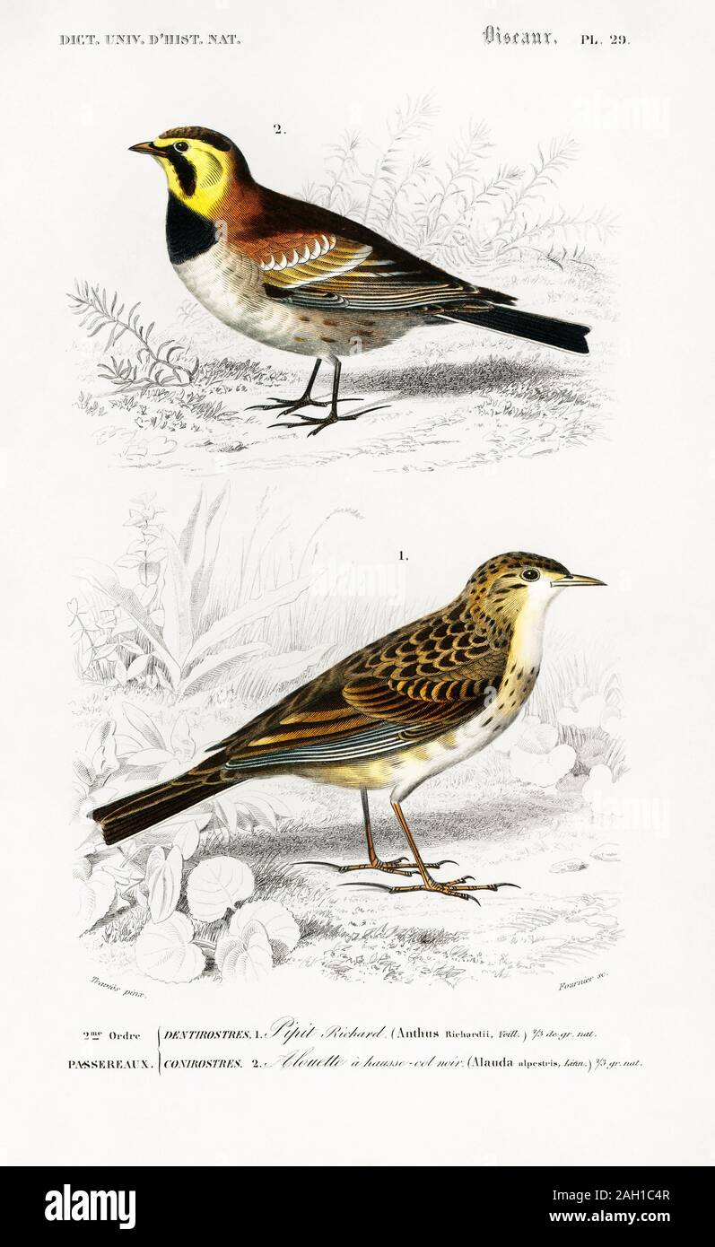 Vintage Bird Illustration Public Domain