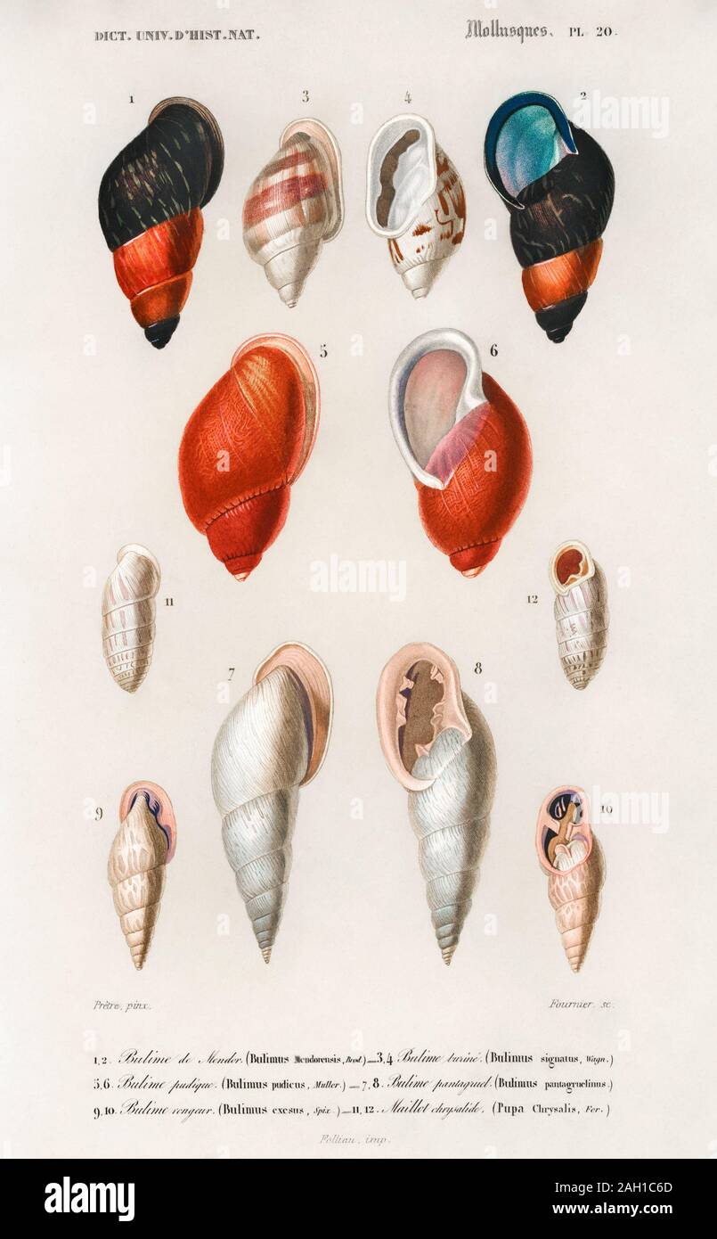 Pupa Shell High Resolution Stock Photography and Images - Alamy