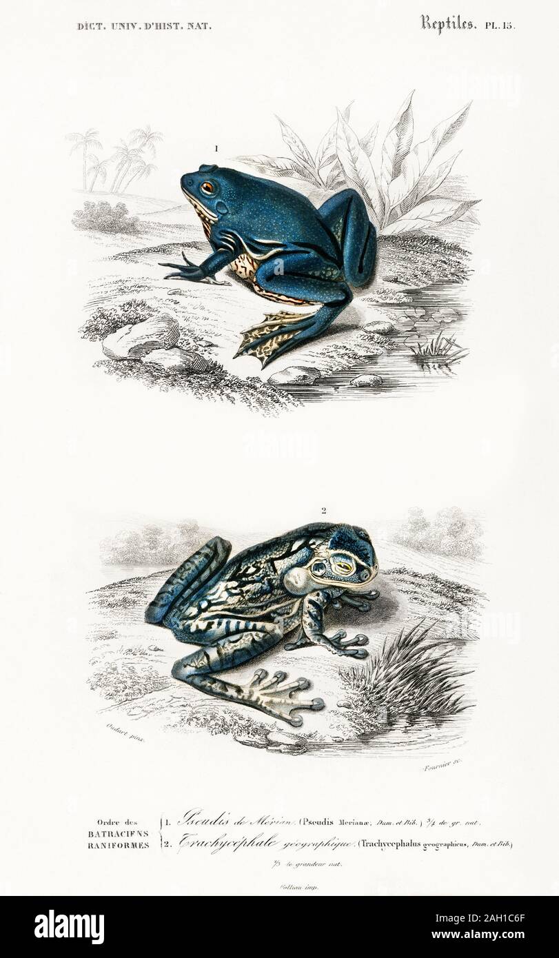 Vintage frog drawing hi-res stock photography and images - Alamy