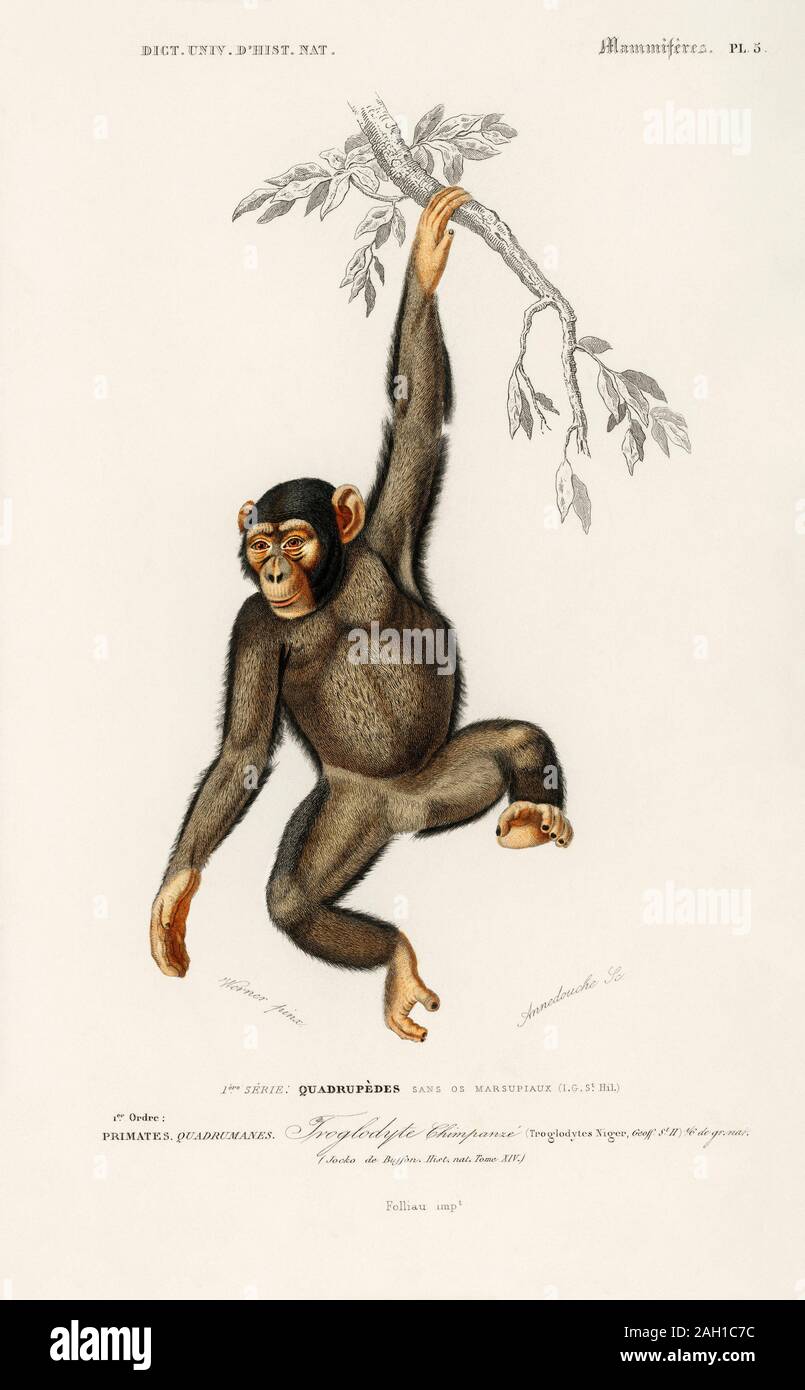 vintage natural history animal artwork Stock Photo - Alamy