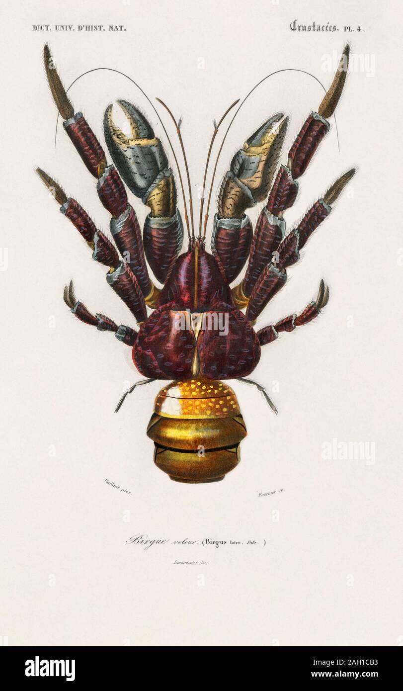 Palm thief hi-res stock photography and images - Alamy