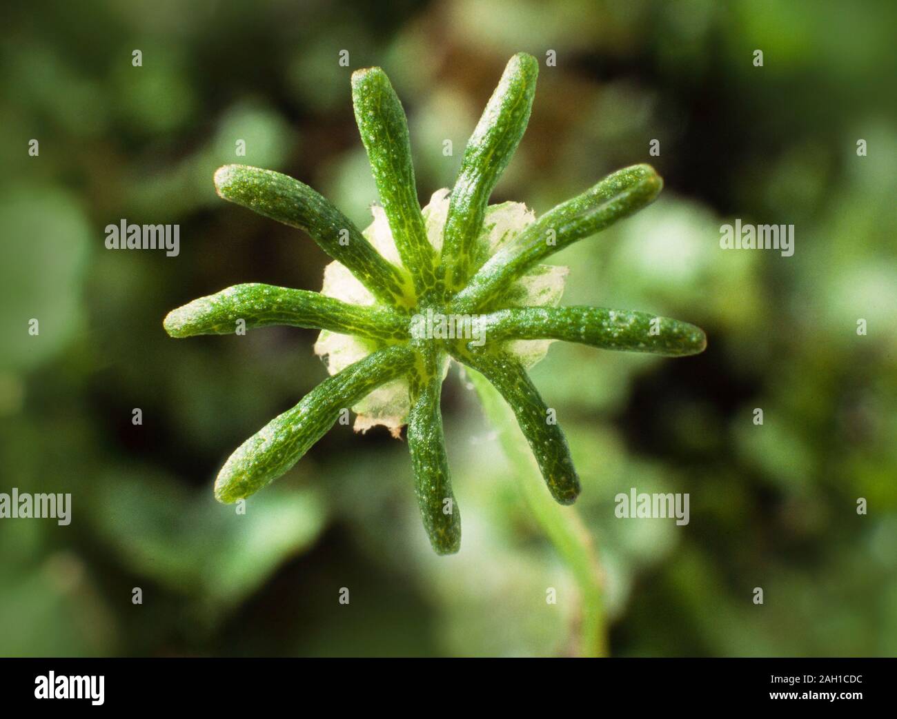 Liverwort, Marchantia polymorpha, mature female 'parasols' male gemma ...