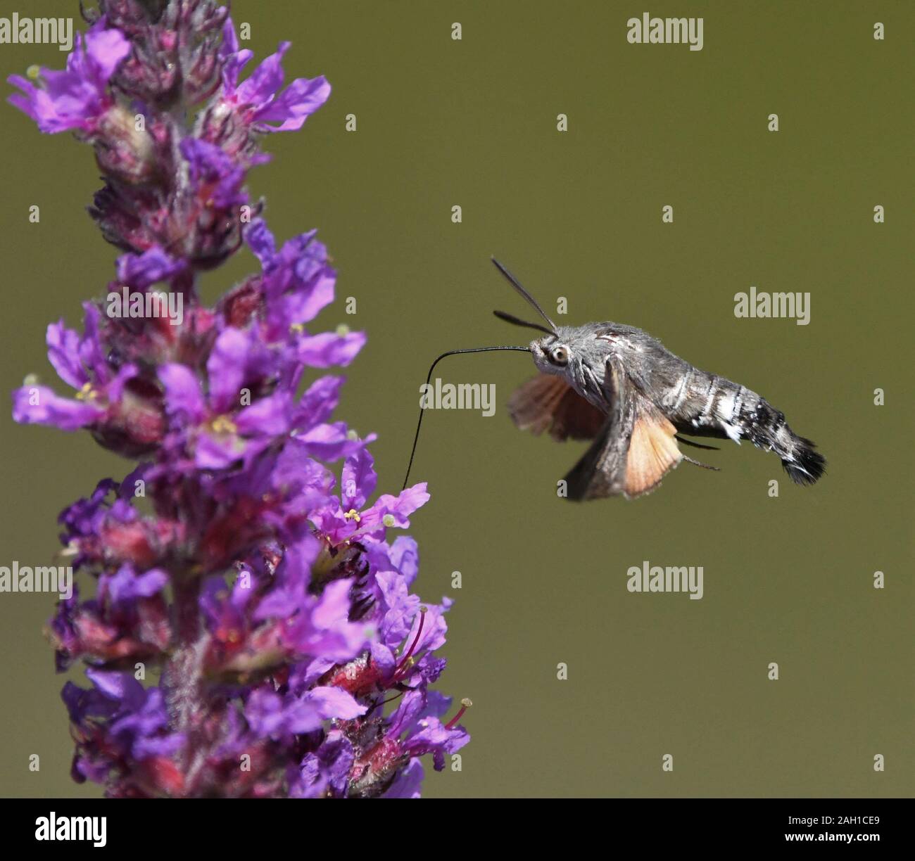 Tim is an award-winning photographer and has worked as a professional ...