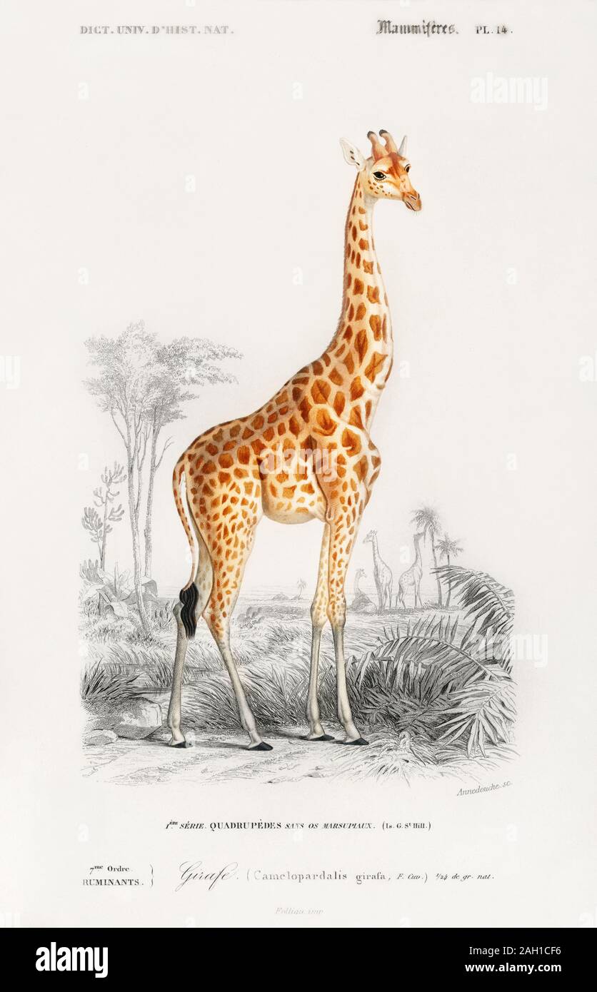 vintage natural history animal artwork Stock Photo - Alamy