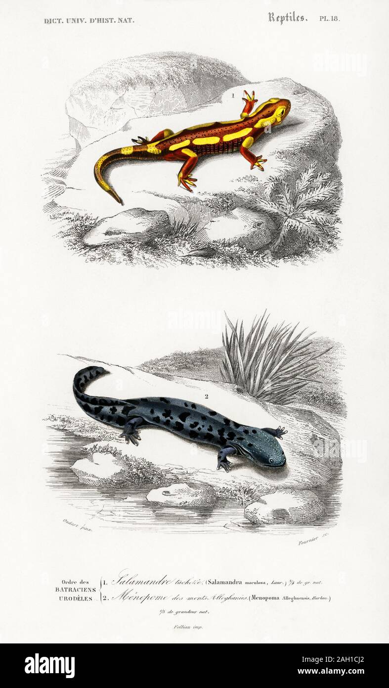 Hellbender Salamander Baby