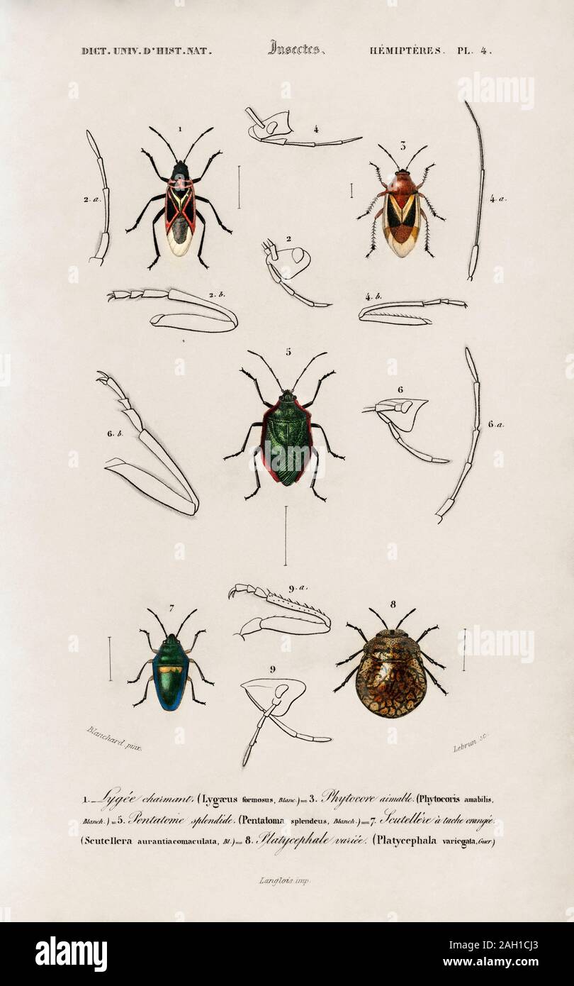 Scutellera aurantiacomaculata hi-res stock photography and images - Alamy