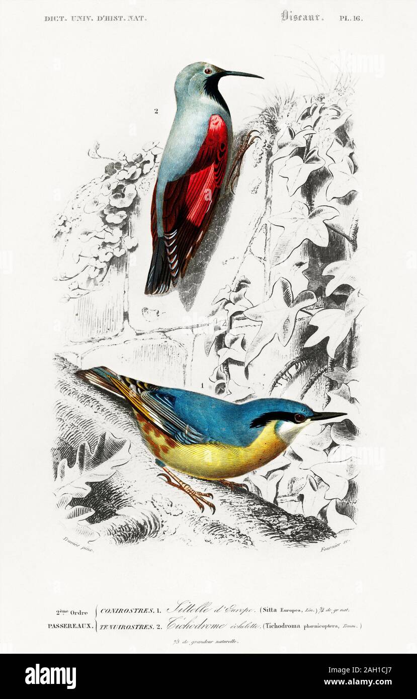 Vintage bird illustration Stock Photo - Alamy