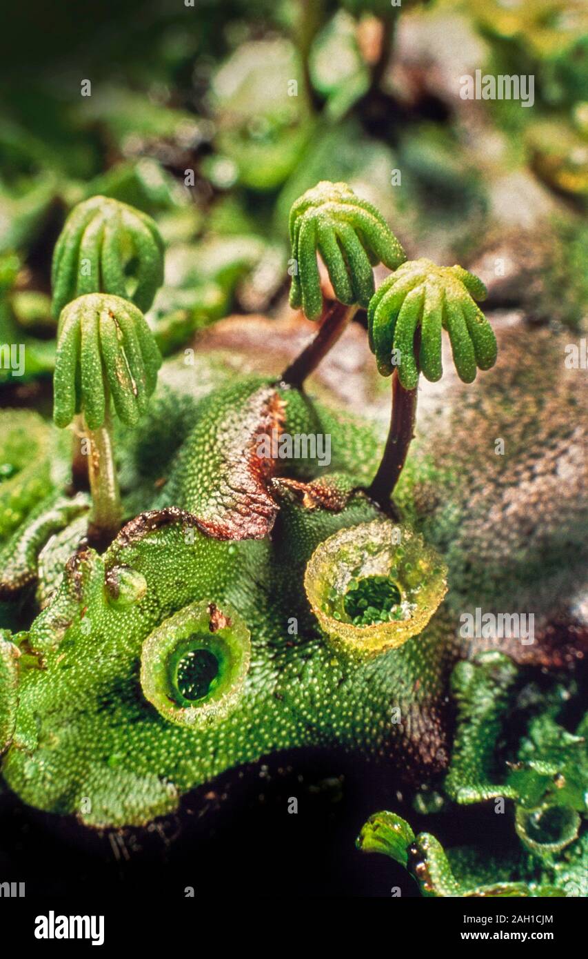 Marchantia polymorpha hi-res stock photography and images - Alamy