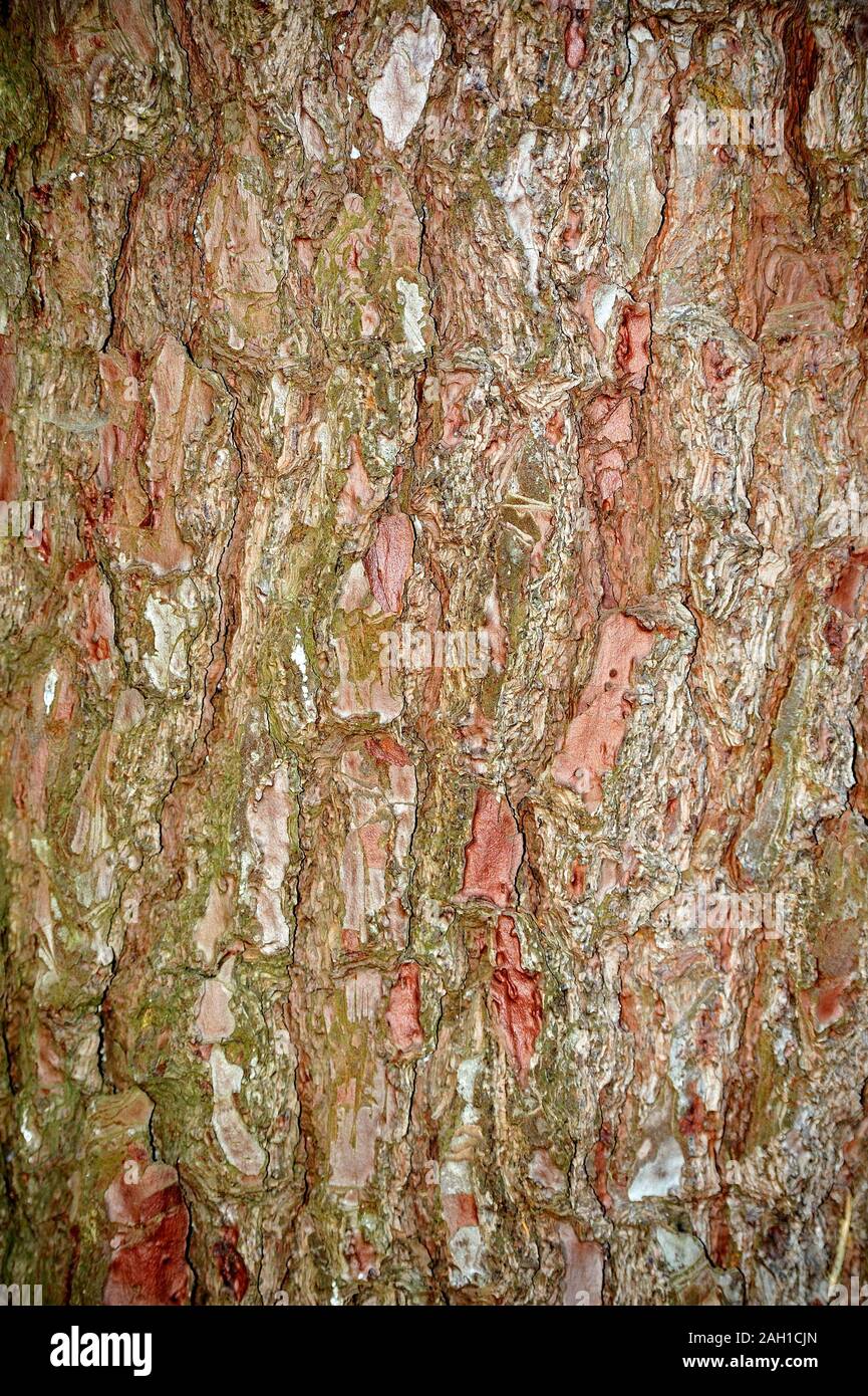 Tree bark with beautiful colors texture Stock Photo - Alamy