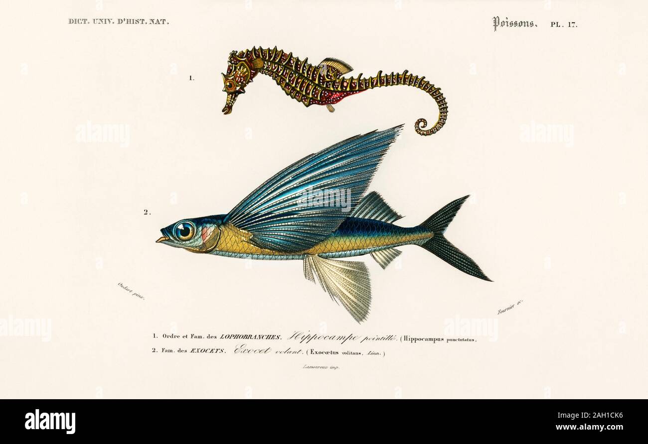 Vintage sealife illustration Stock Photo - Alamy