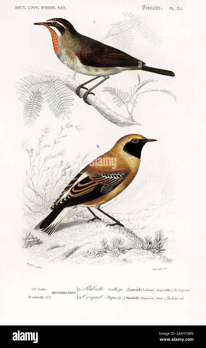 Vintage Bird Illustration Public Domain