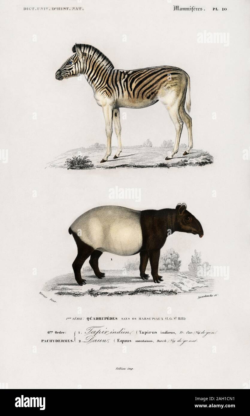 vintage natural history animal artwork Stock Photo - Alamy