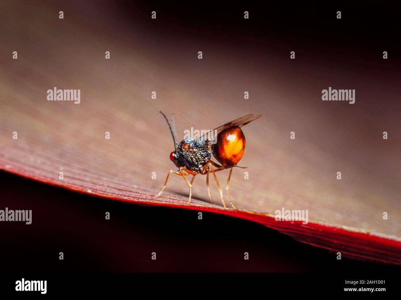 Nightshade wasps hi-res stock photography and images - Alamy