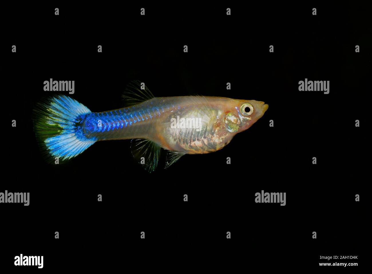 Male of guppy poecilia reticulata hi-res stock photography and images ...